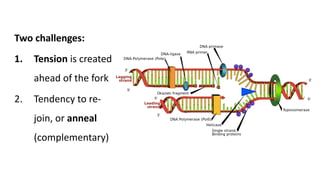 lesson_4_-_dna_replication_and_repair__ppt_ (1).pdf
