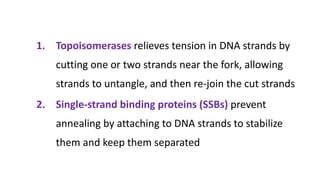 lesson_4_-_dna_replication_and_repair__ppt_ (1).pdf