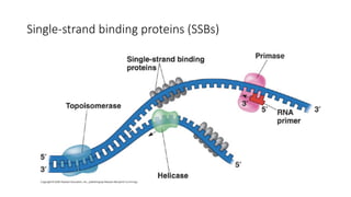 lesson_4_-_dna_replication_and_repair__ppt_ (1).pdf