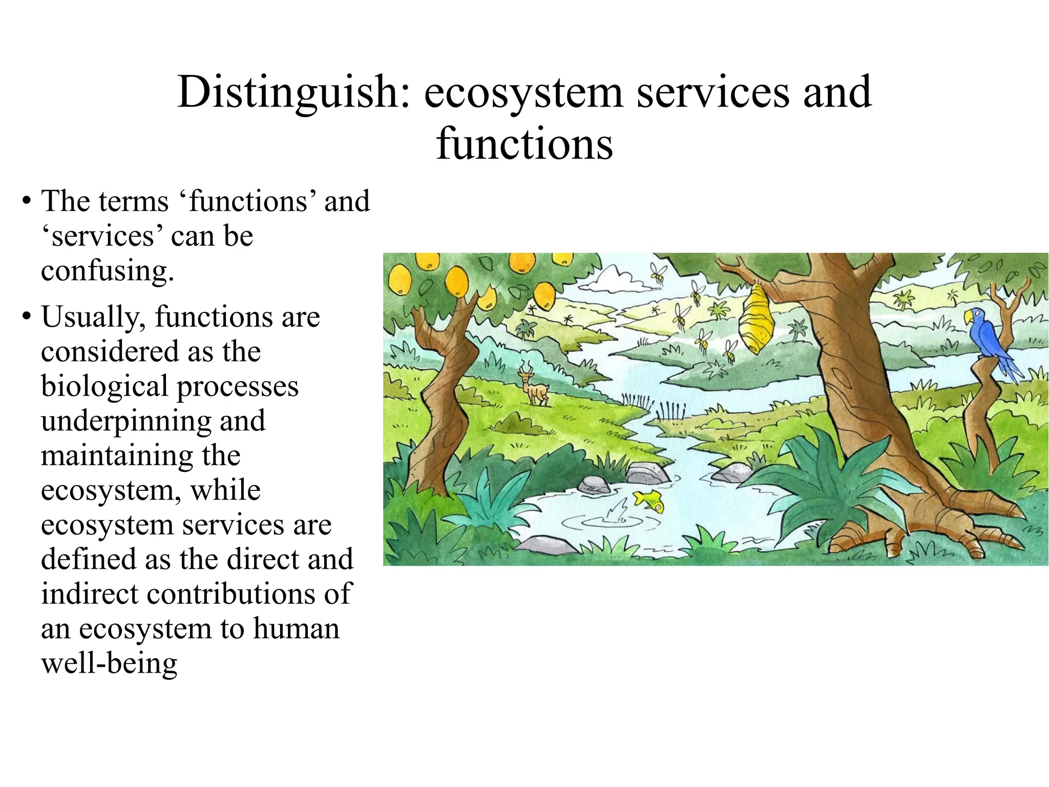 Lesson 4 Ecosystem functions and ecosystem services | PDF