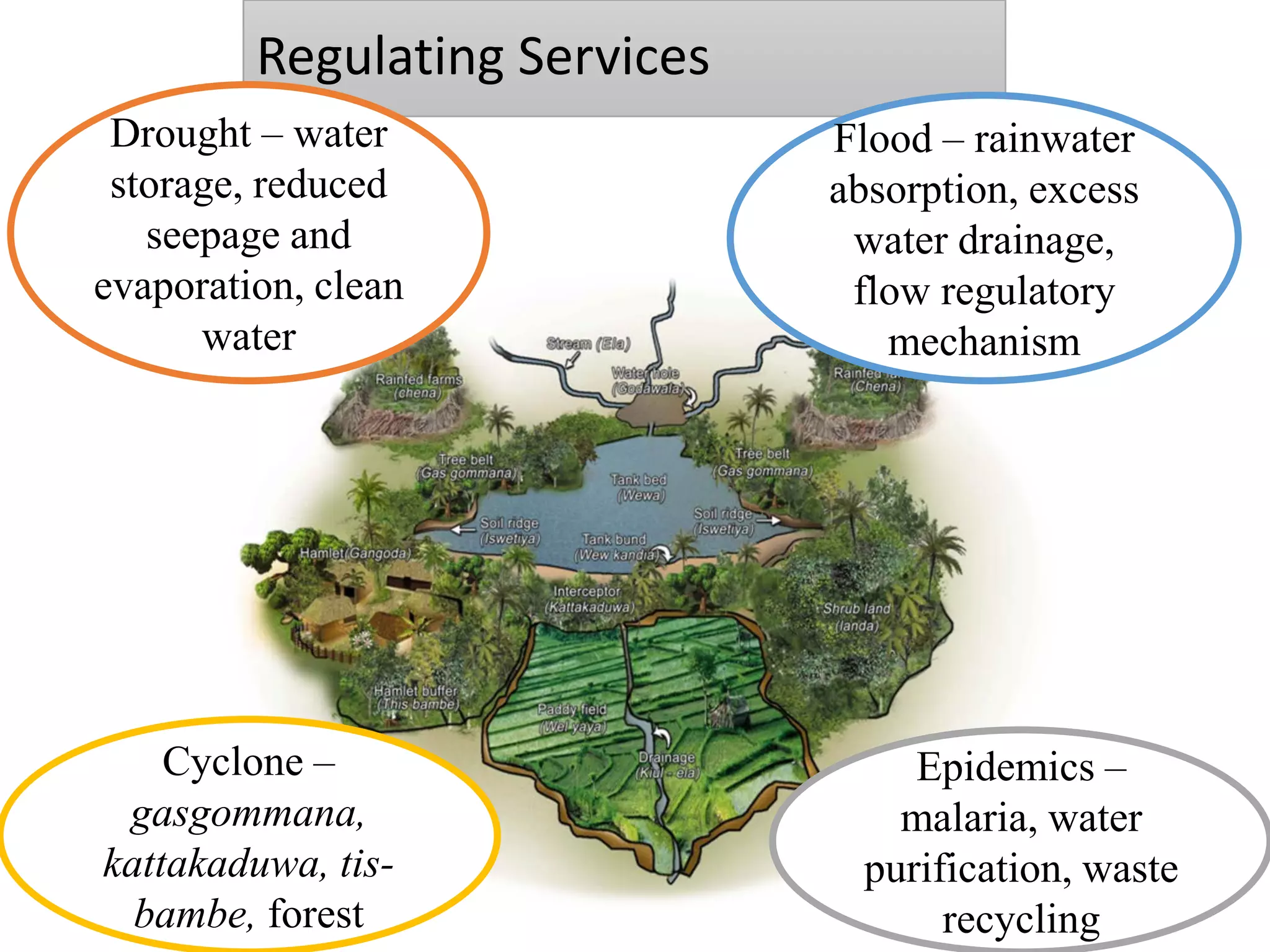 Lesson 4 Ecosystem functions and ecosystem services | PDF
