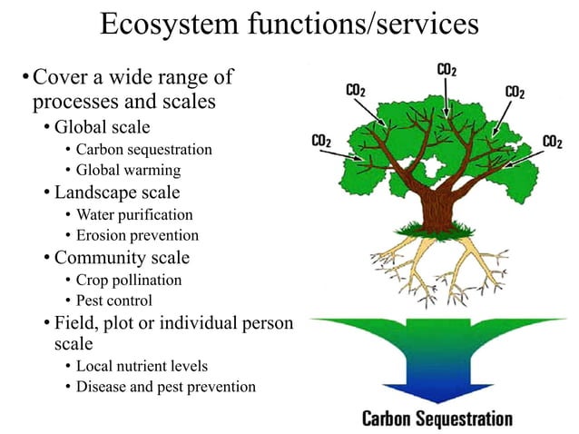 Lesson 4 Ecosystem functions and ecosystem services | PDF