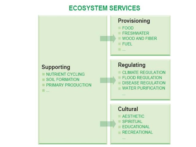 Lesson 4 Ecosystem functions and ecosystem services | PDF