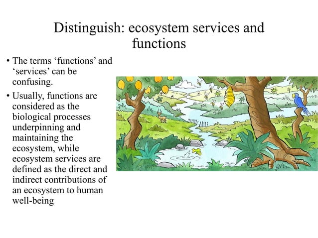 Lesson 4 Ecosystem functions and ecosystem services | PDF