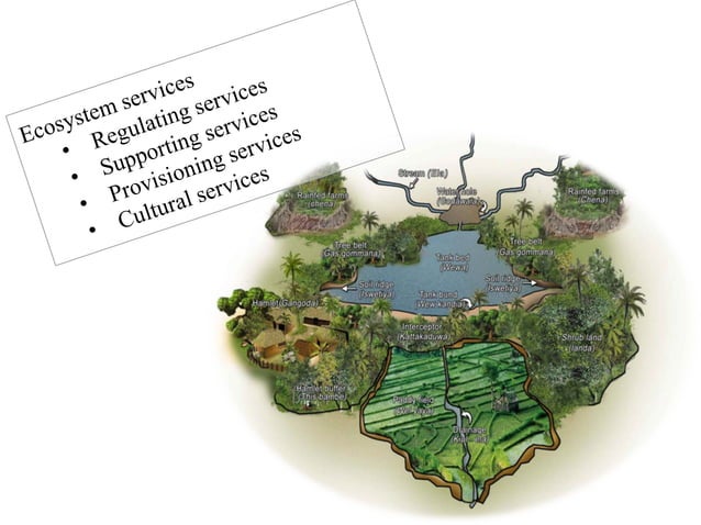 Lesson 4 Ecosystem functions and ecosystem services | PDF