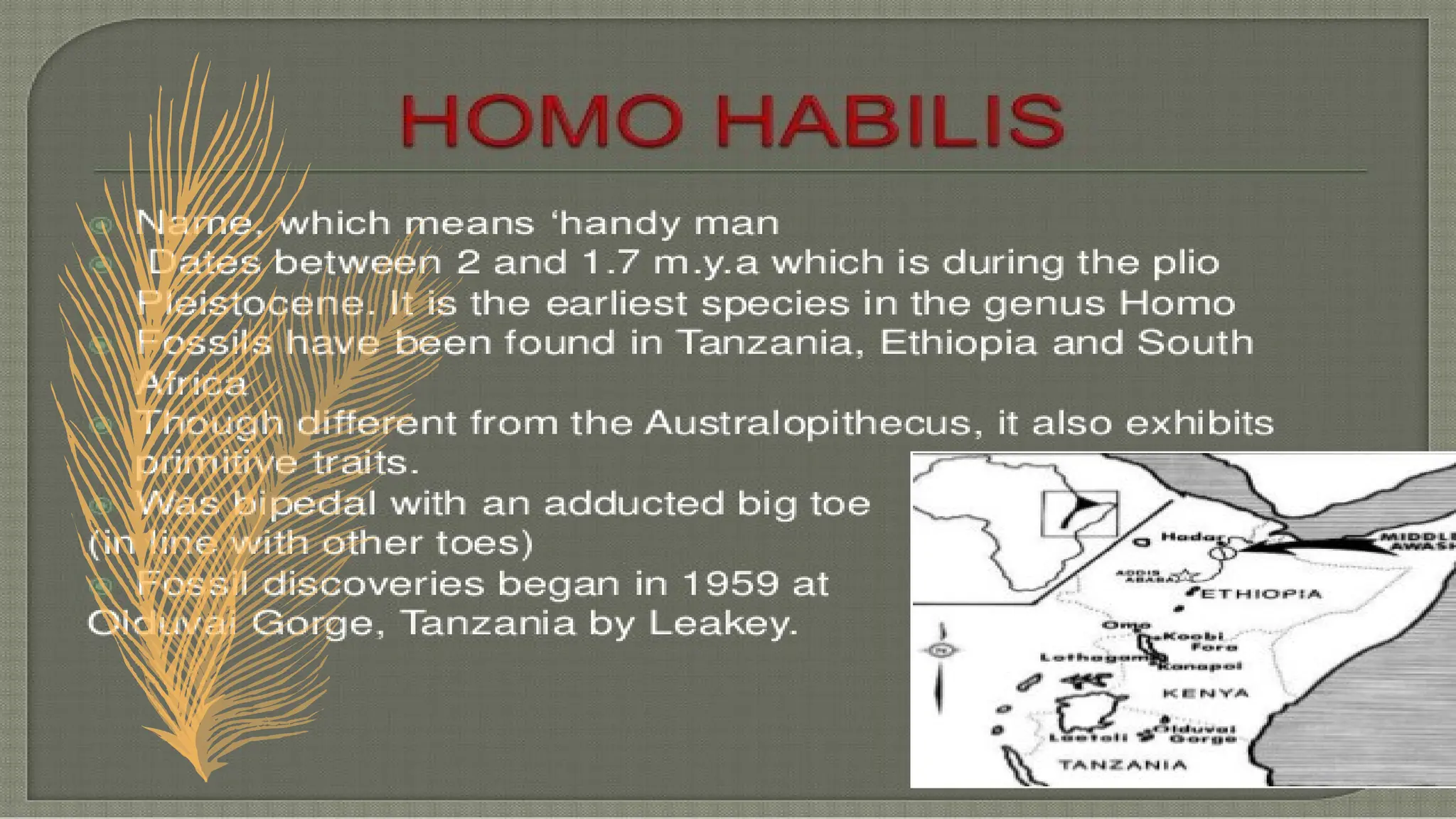 LESSON 4 EVOLUTION OF MAN POWERPOINT PRE | PPT