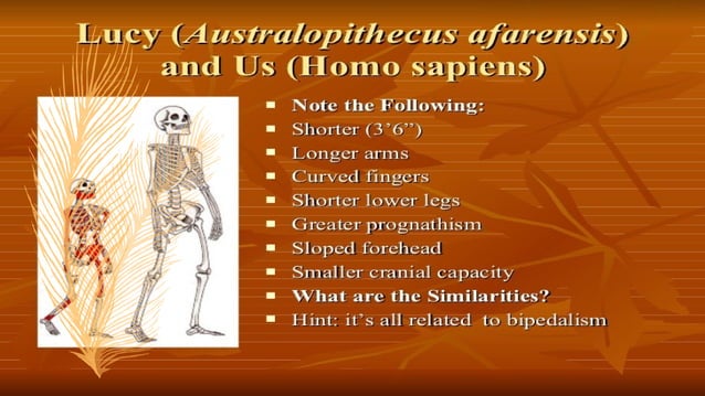 LESSON 4 EVOLUTION OF MAN POWERPOINT PRE | PPT