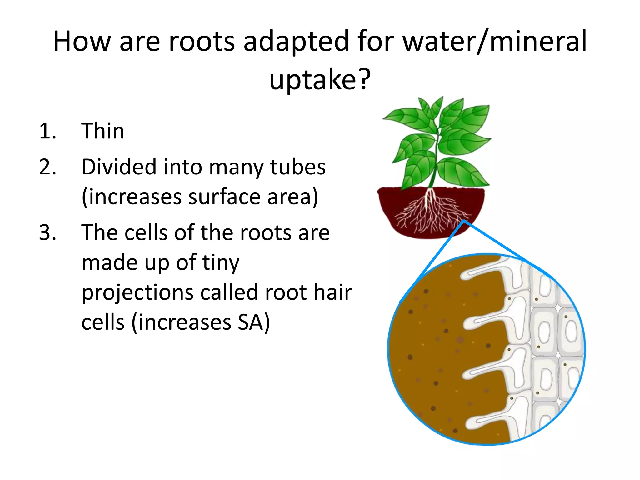 Mrs Abrey Lesson 4 exchange in plants | PPTX | Gardening | Home & Garden