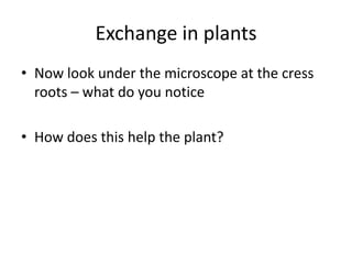 Mrs Abrey Lesson 4 exchange in plants | PPTX | Gardening | Home & Garden