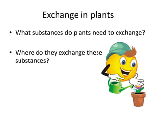 Mrs Abrey Lesson 4 exchange in plants | PPTX | Gardening | Home & Garden