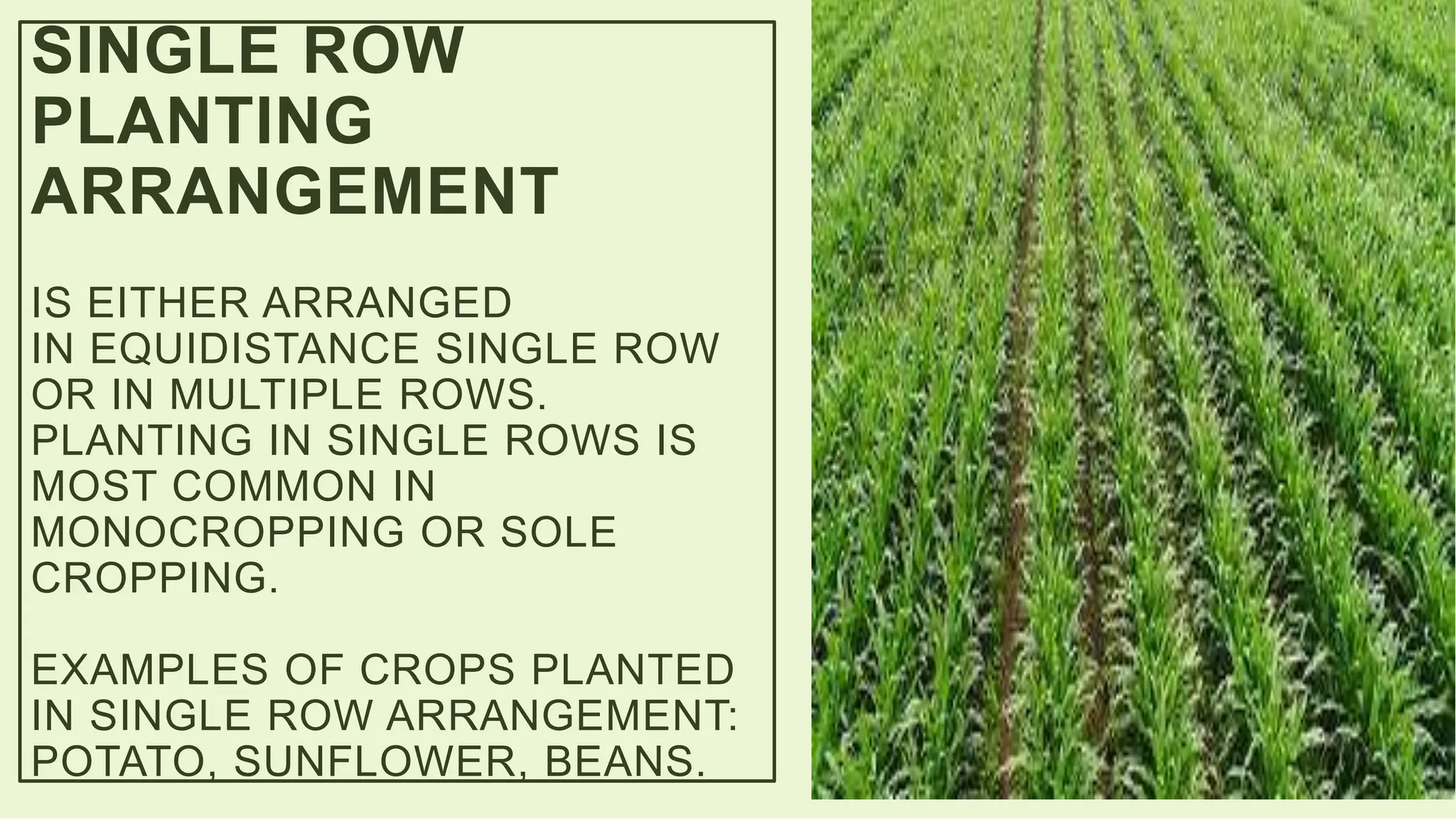 LESSON 4- INTERPRET FARM PLANS AND DRAWING.pptx