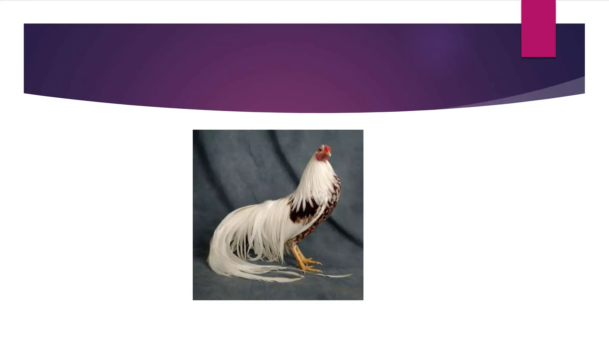 LESSON 4 - MY BROTHER_S PECULIAR CHICKEN.pptx