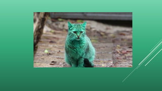 my coloured pets | PPT