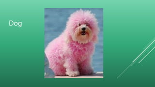 my coloured pets | PPT