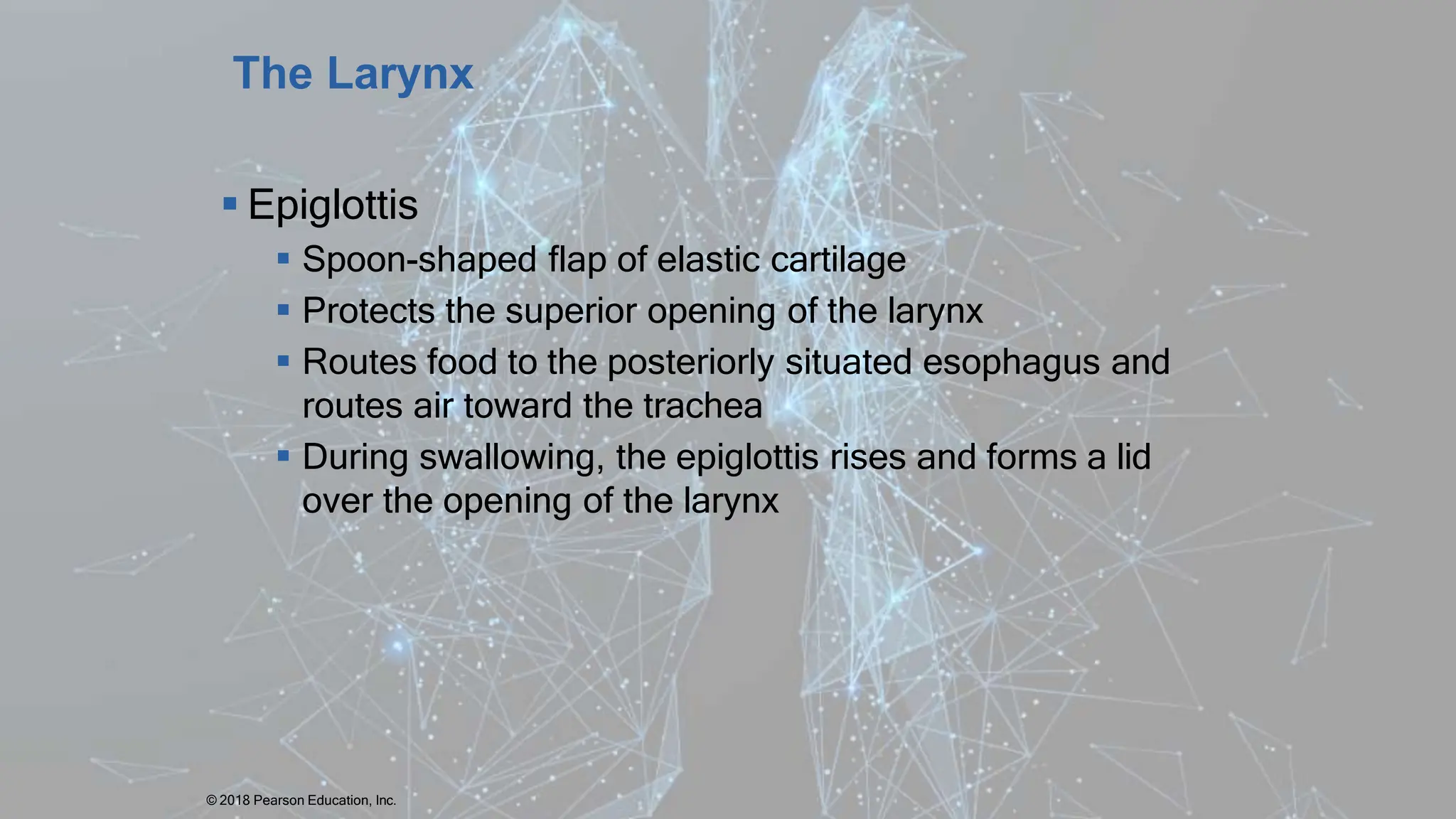 Lesson 4-Respiratory System.ppt/nkk.hvjgvxhfxhjbvhjcghvhx | PPTX