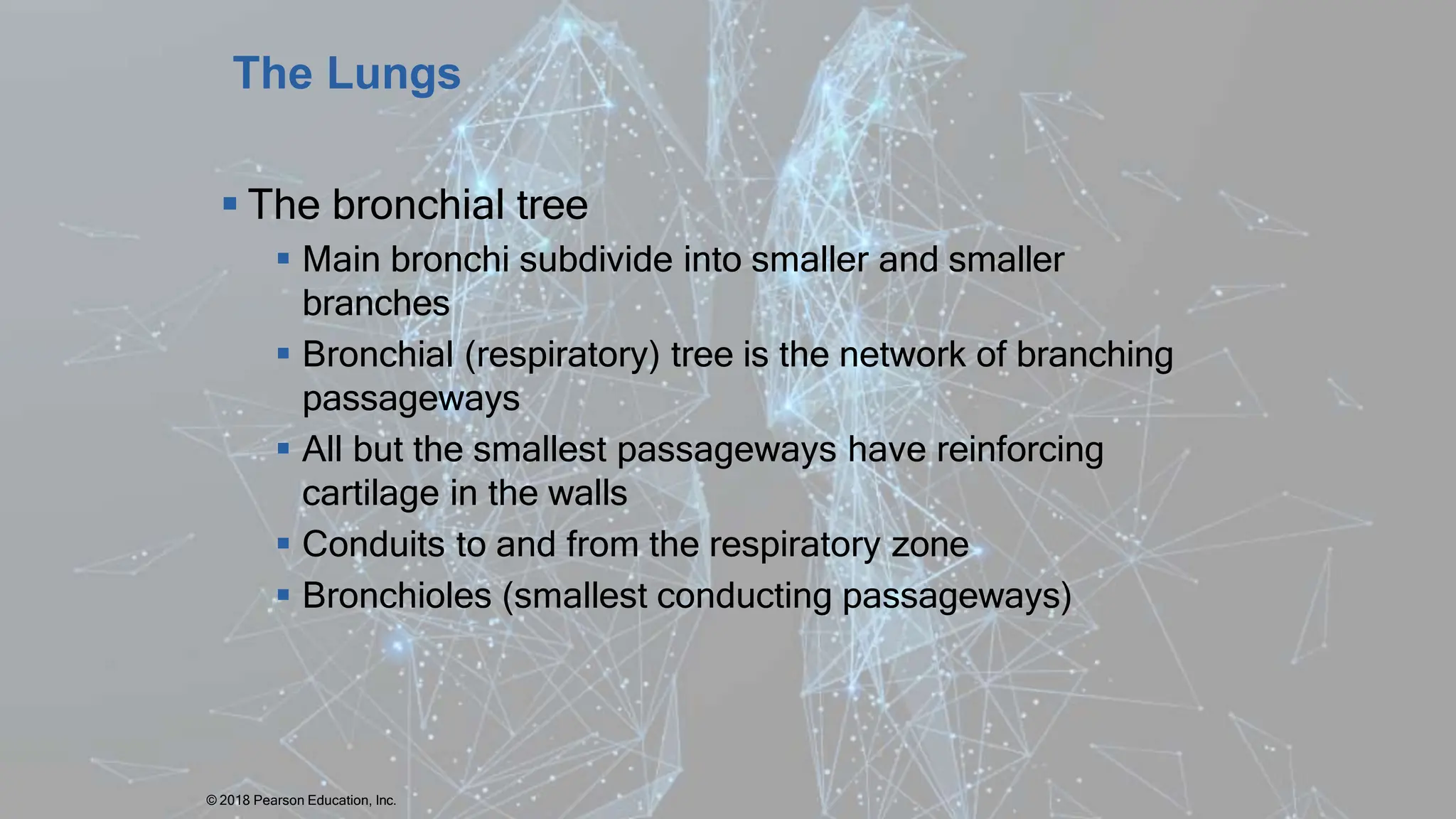 Lesson 4-Respiratory System.ppt/nkk.hvjgvxhfxhjbvhjcghvhx | PPTX