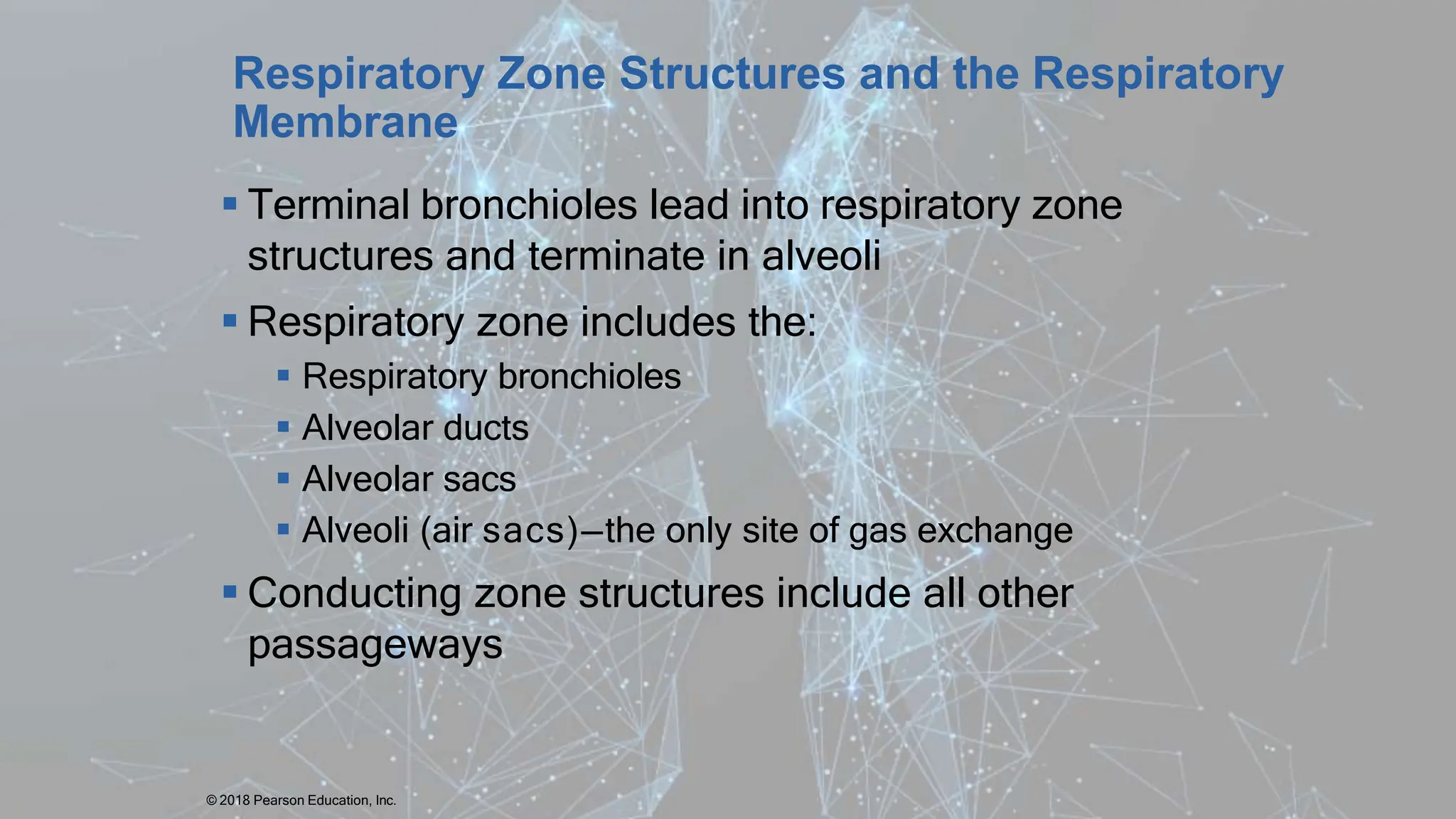 Lesson 4-Respiratory System.ppt/nkk.hvjgvxhfxhjbvhjcghvhx | PPTX