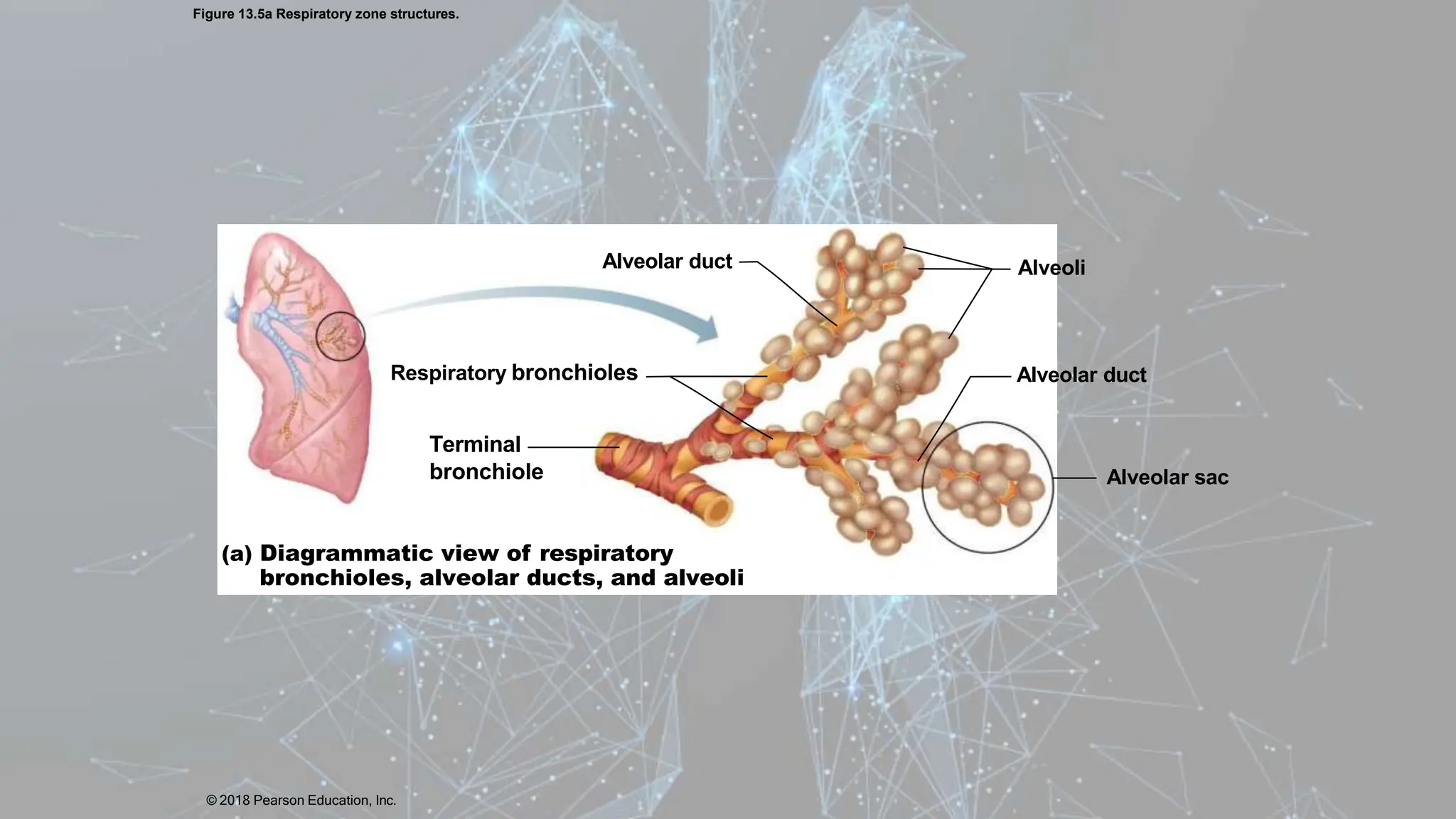 Lesson 4-Respiratory System.ppt/nkk.hvjgvxhfxhjbvhjcghvhx | PPTX