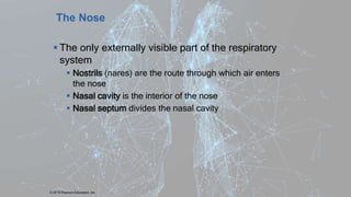 Lesson 4-Respiratory System.ppt/nkk.hvjgvxhfxhjbvhjcghvhx | PPTX