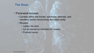 Lesson 4-Respiratory System.ppt/nkk.hvjgvxhfxhjbvhjcghvhx | PPTX