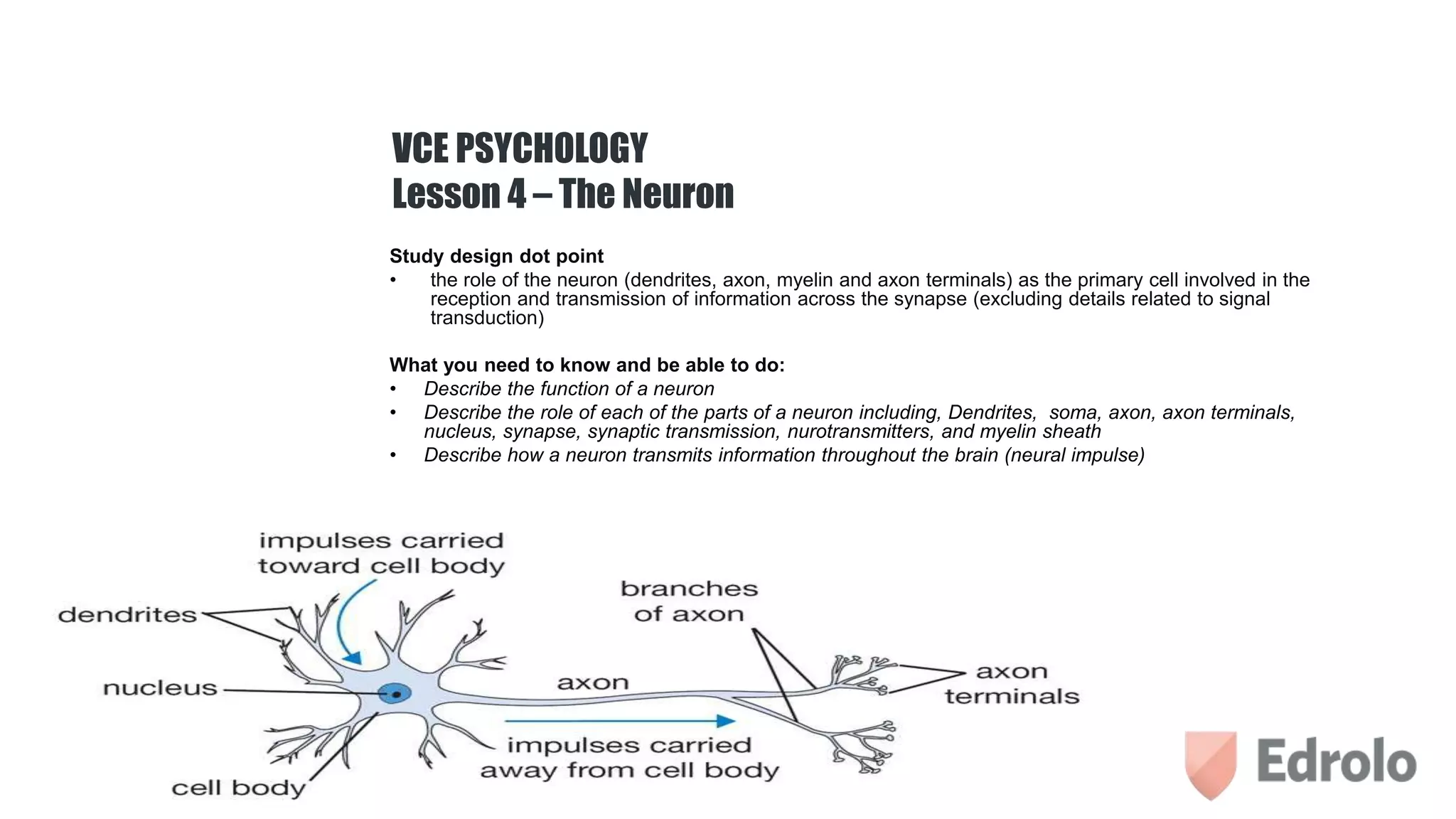 Lesson 4 the neuron | PPTX