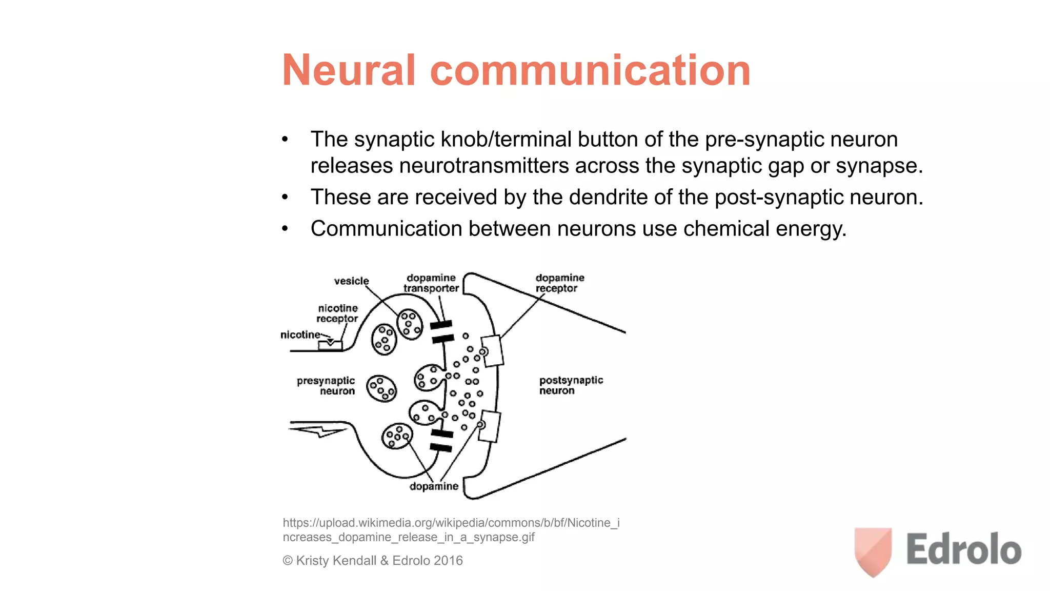 Lesson 4 the neuron | PPTX