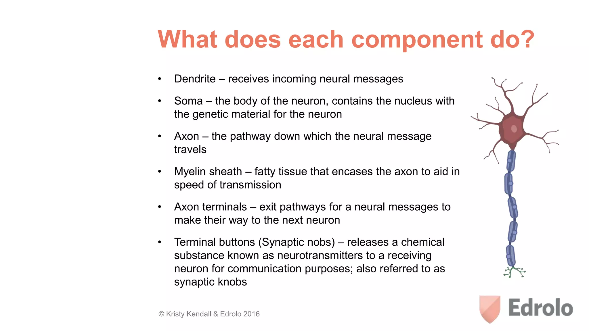 Lesson 4 the neuron | PPTX