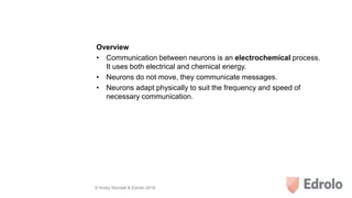 Lesson 4 the neuron | PPTX