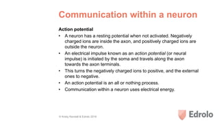 Lesson 4 the neuron | PPTX
