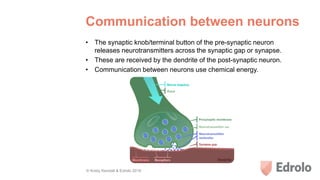 Lesson 4 the neuron | PPTX