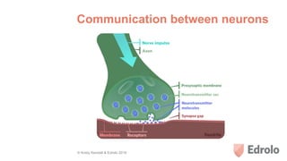 Lesson 4 the neuron | PPTX