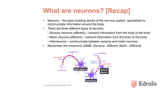Lesson 4 the neuron | PPTX