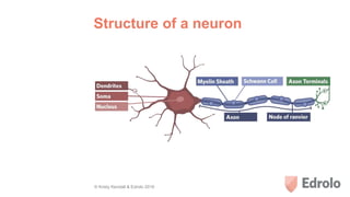 Lesson 4 the neuron | PPTX