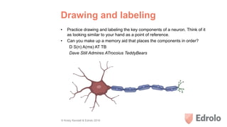Lesson 4 the neuron | PPTX