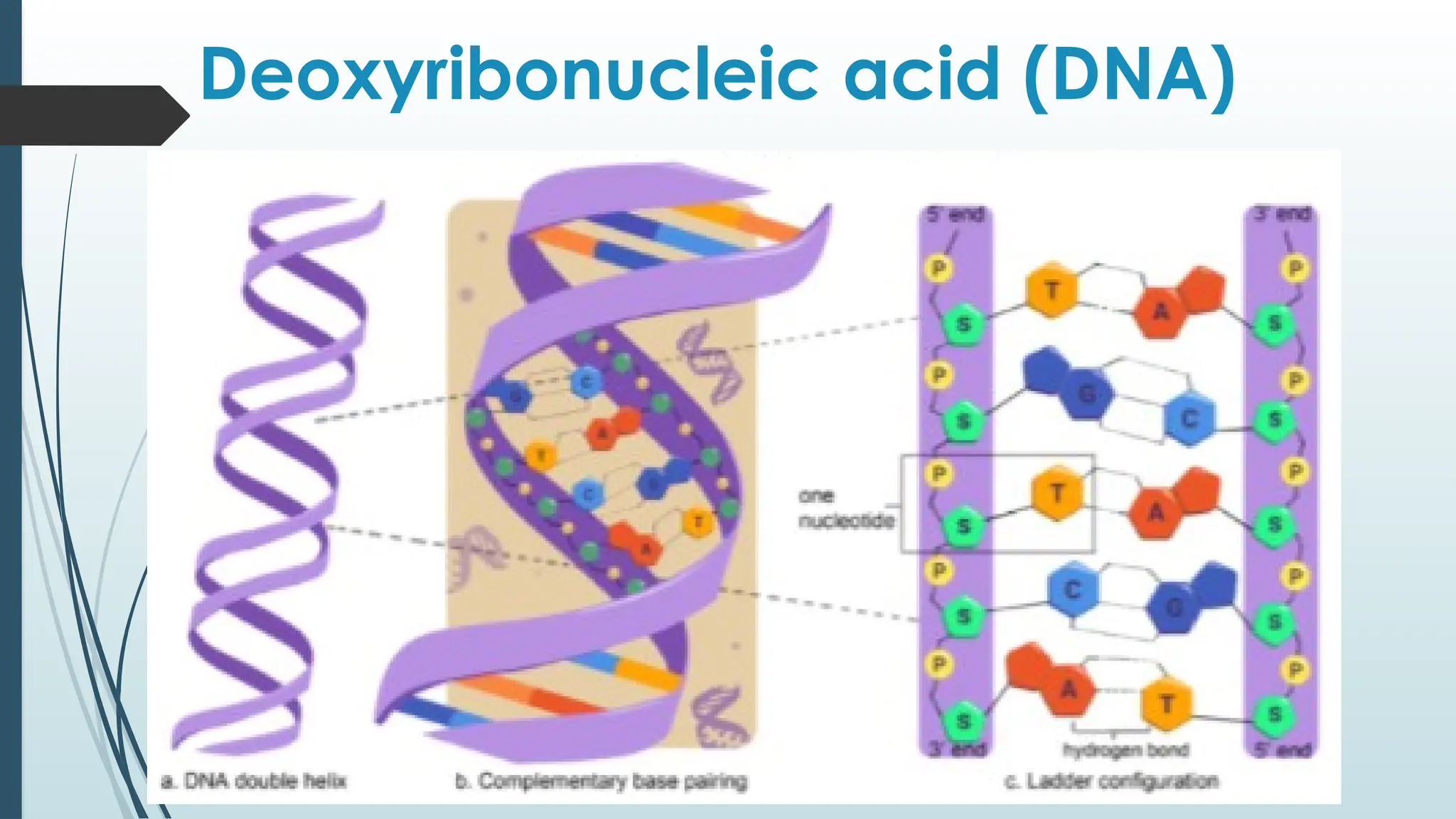 Biology 2: The Lesson 4 and the DNA.pptx