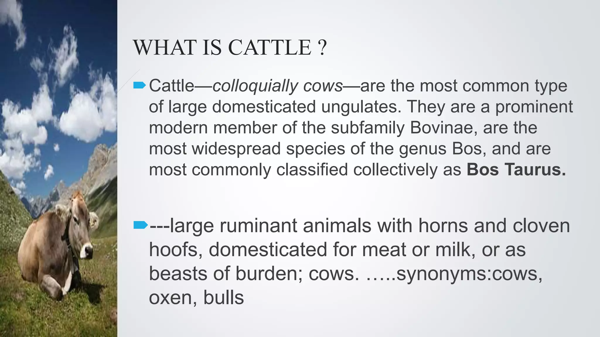 Lesson 4 breed of cattle | PPTX