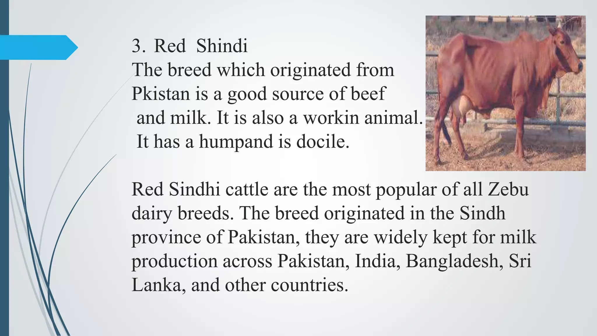 Lesson 4 breed of cattle | PPTX