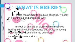 Lesson 4 breed of cattle | PPTX
