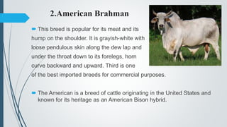 Lesson 4 breed of cattle | PPTX