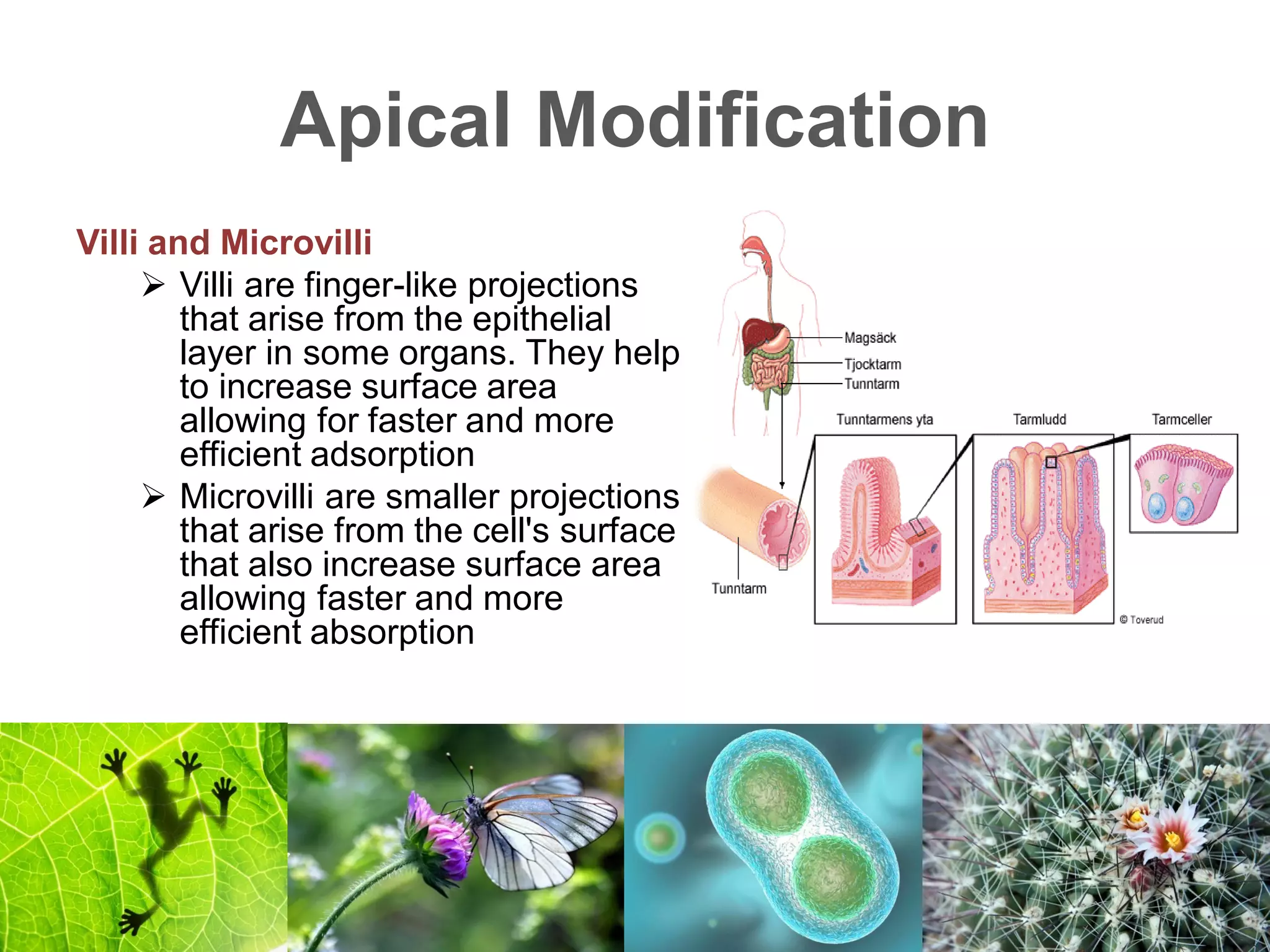 Lesson 4 Cell Modifications | PDF
