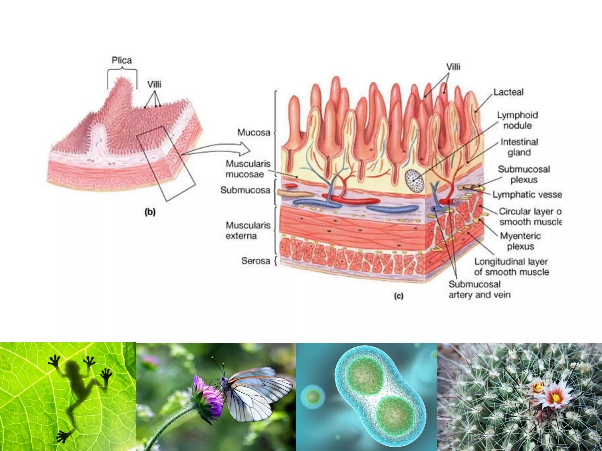 Lesson 4 Cell Modifications | PDF
