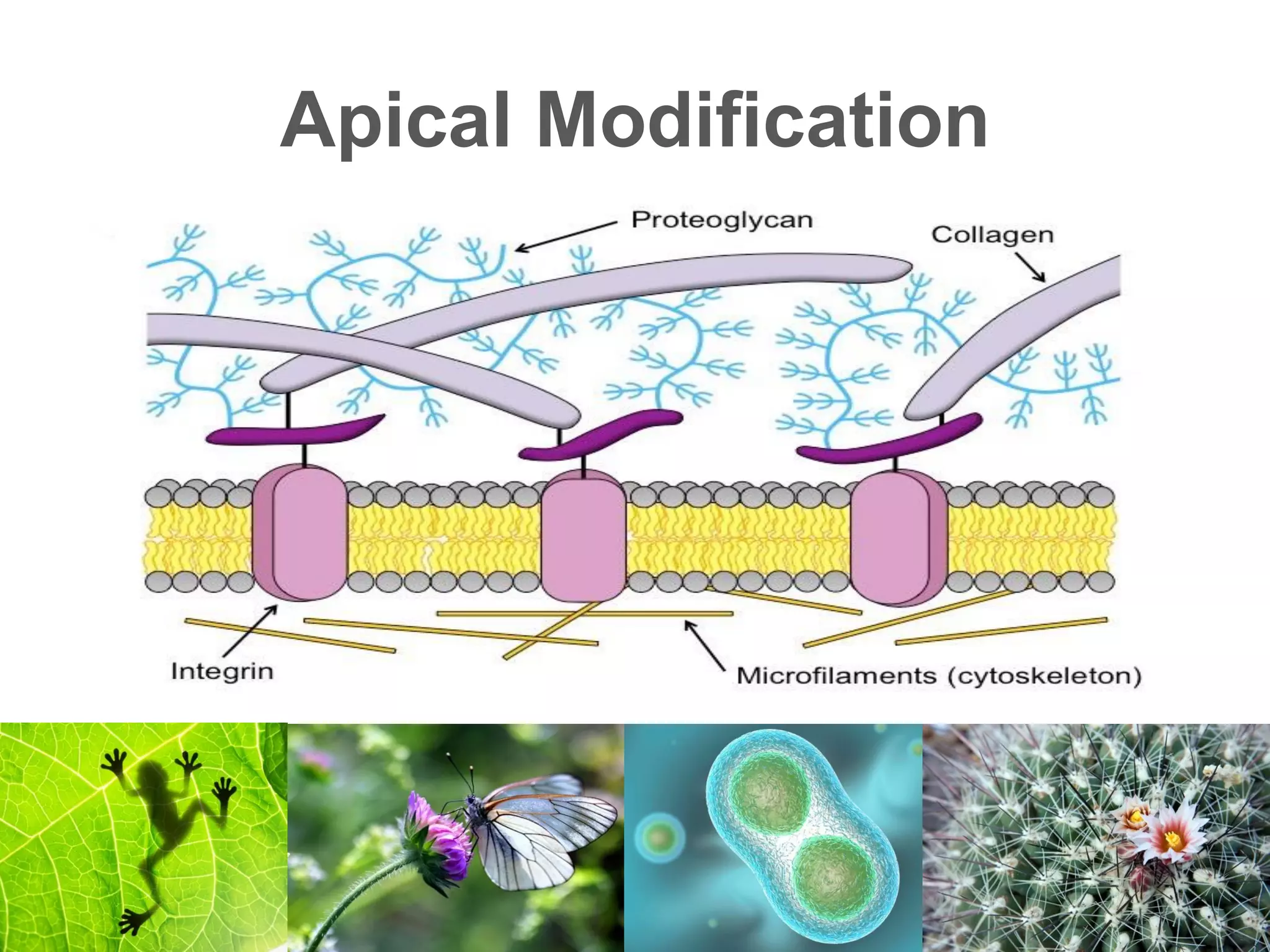 Lesson 4 Cell Modifications | PDF