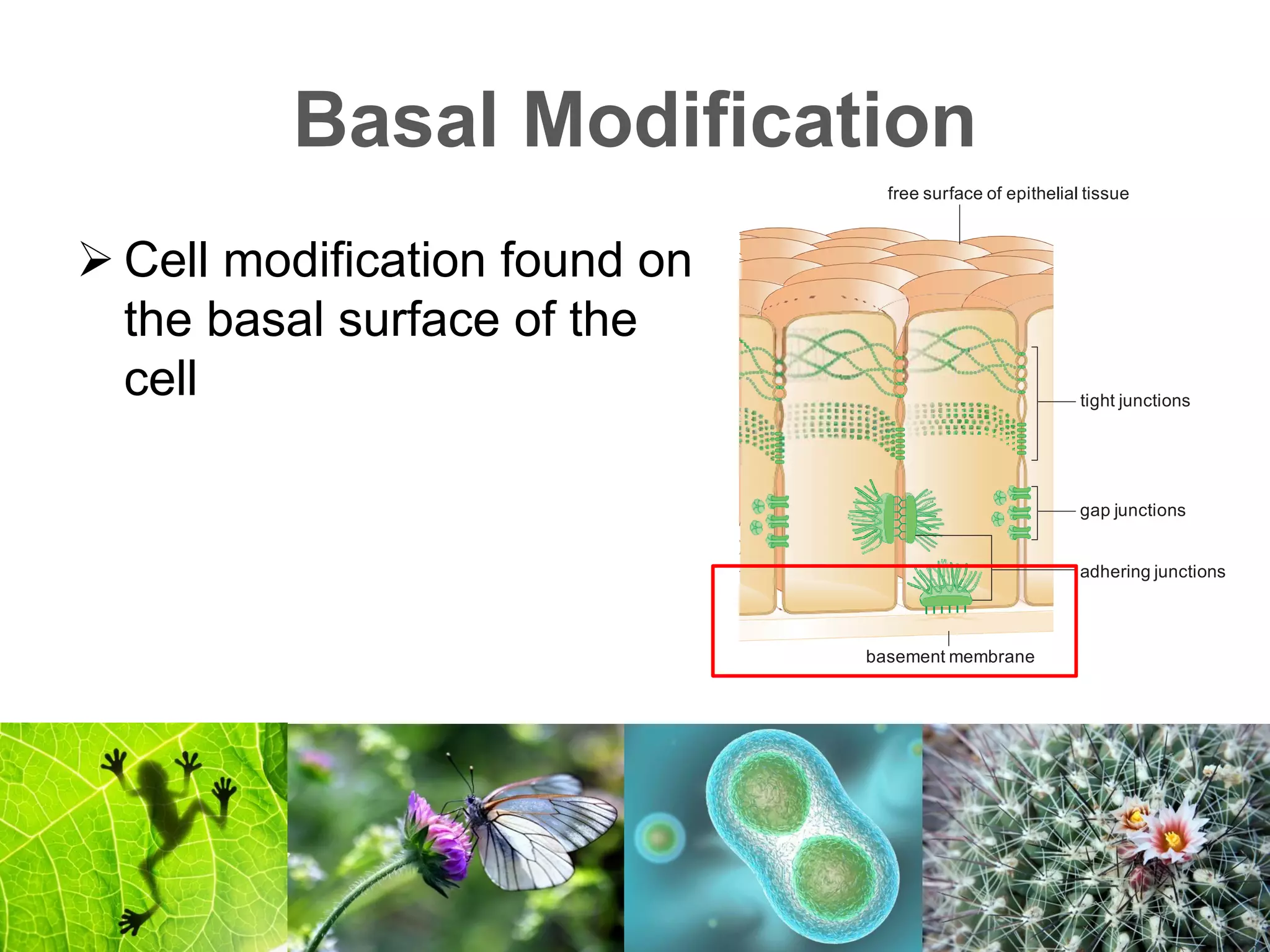 Lesson 4 Cell Modifications | PDF