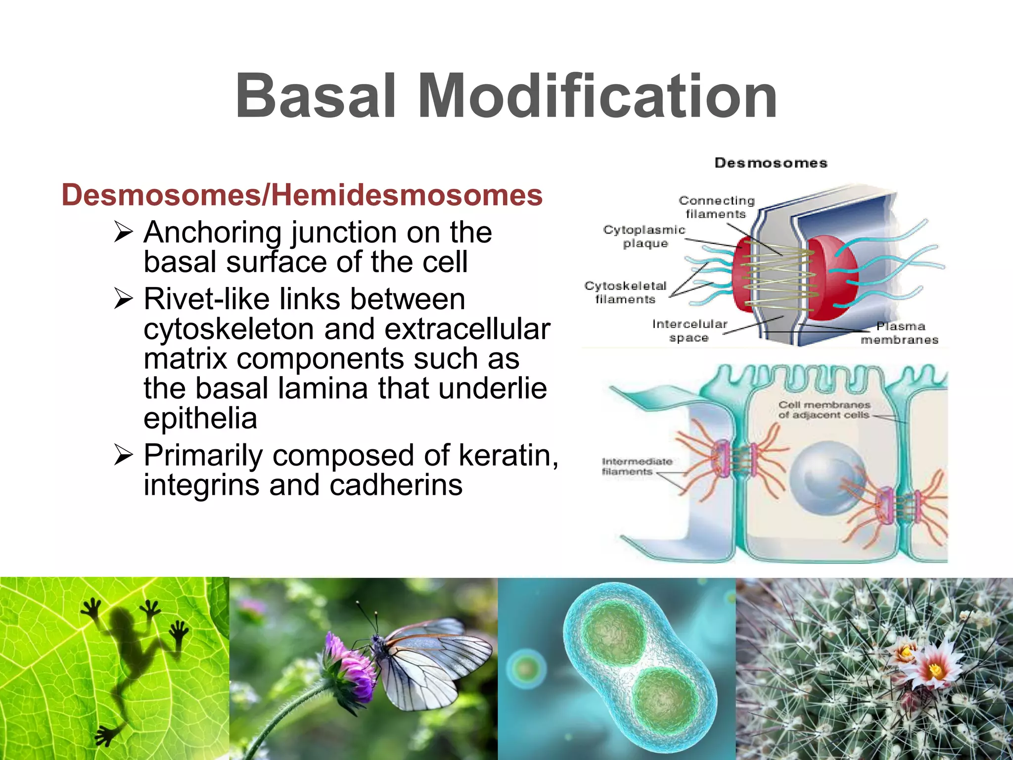 Lesson 4 Cell Modifications | PDF