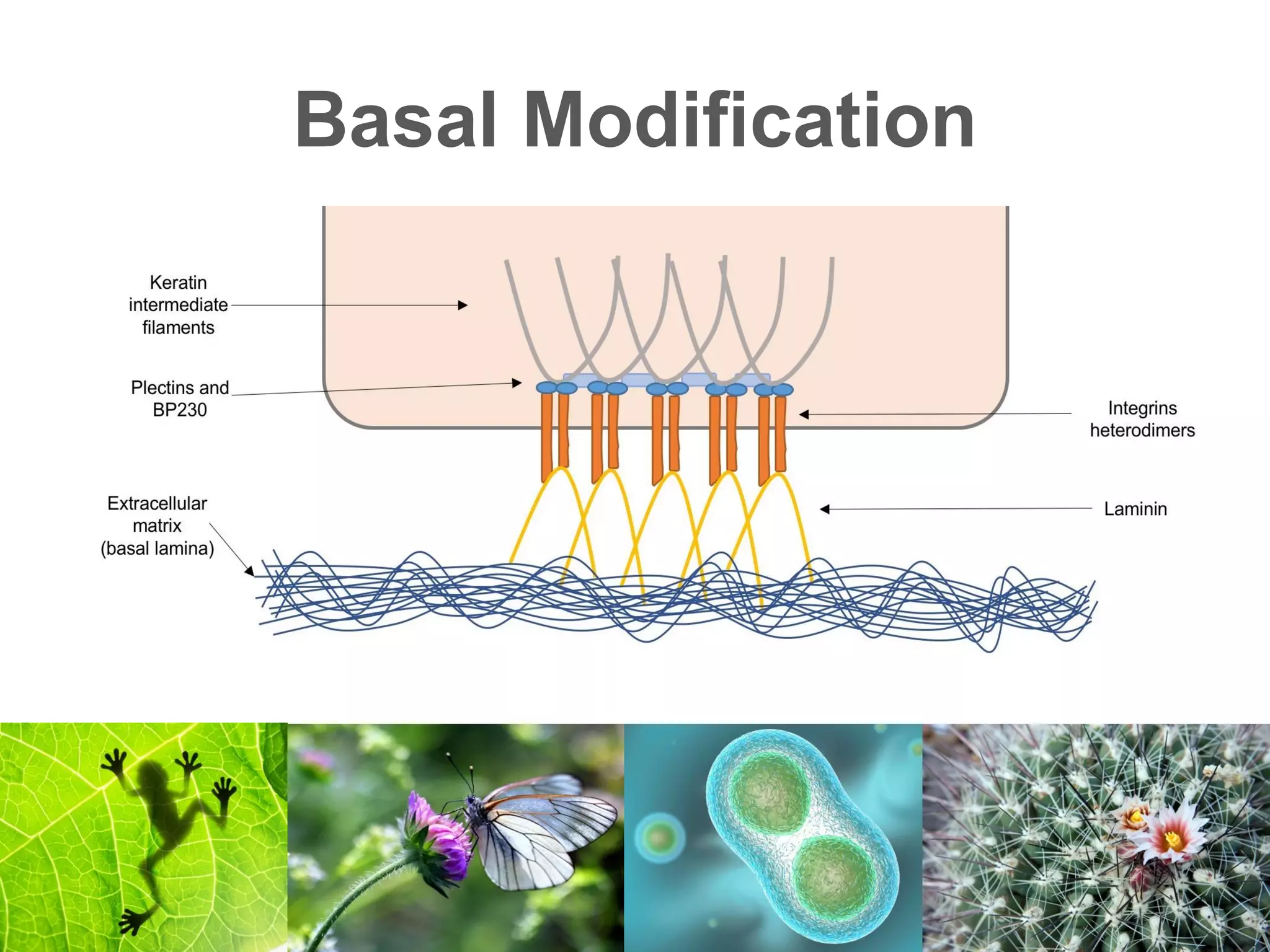 Lesson 4 Cell Modifications | PDF