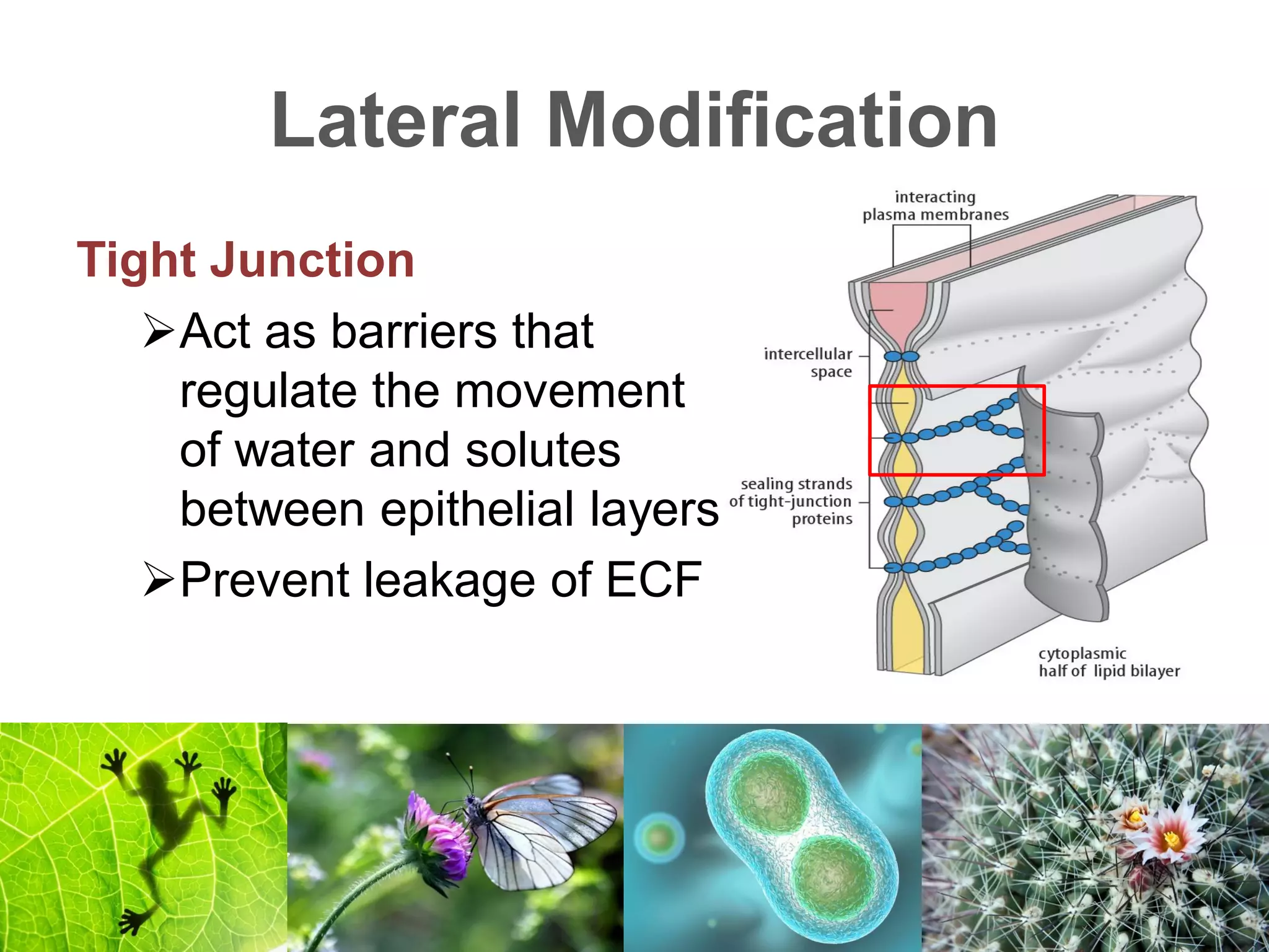 Lesson 4 Cell Modifications | PDF
