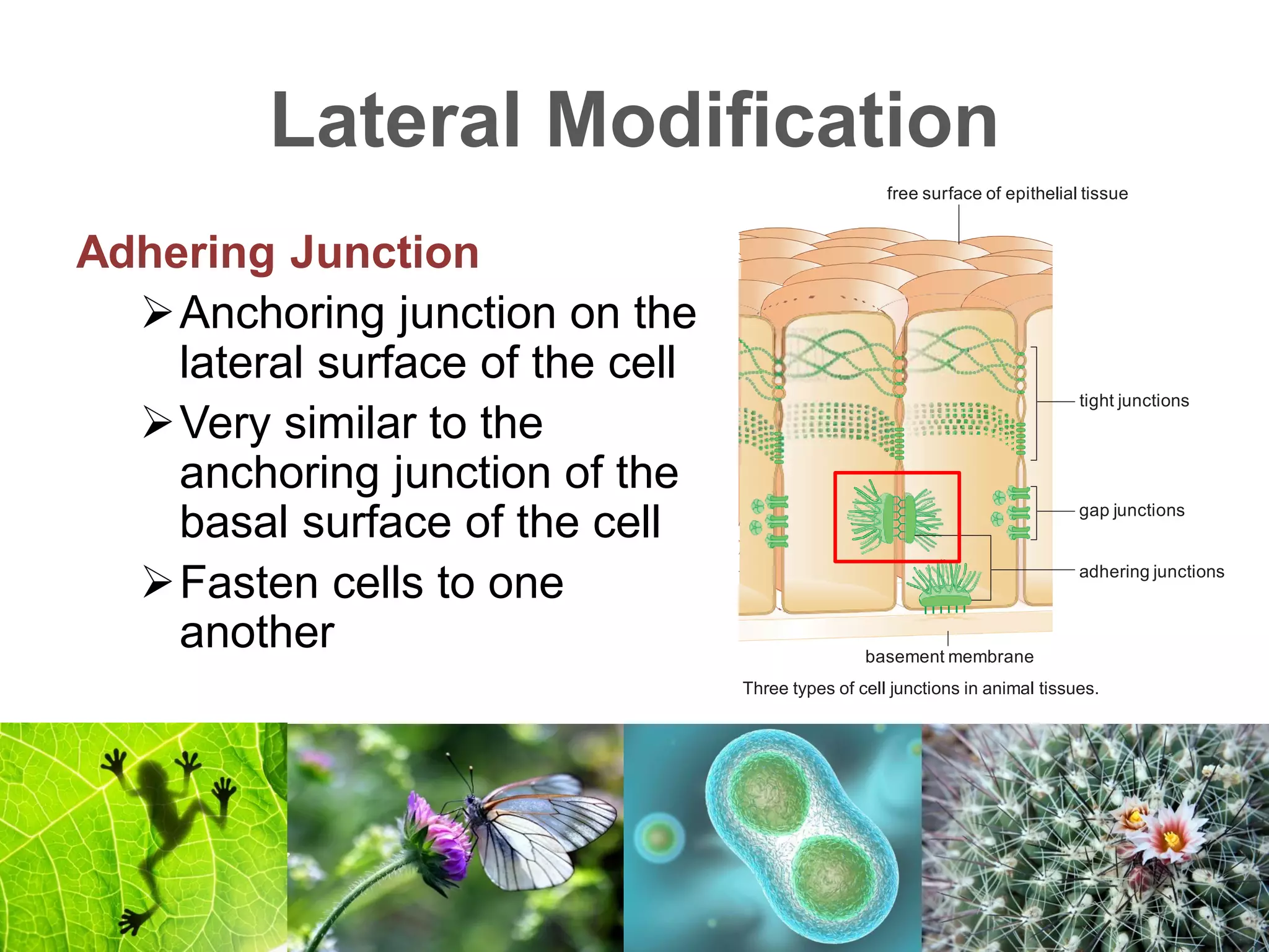Lesson 4 Cell Modifications | PDF | Biological Sciences | Science