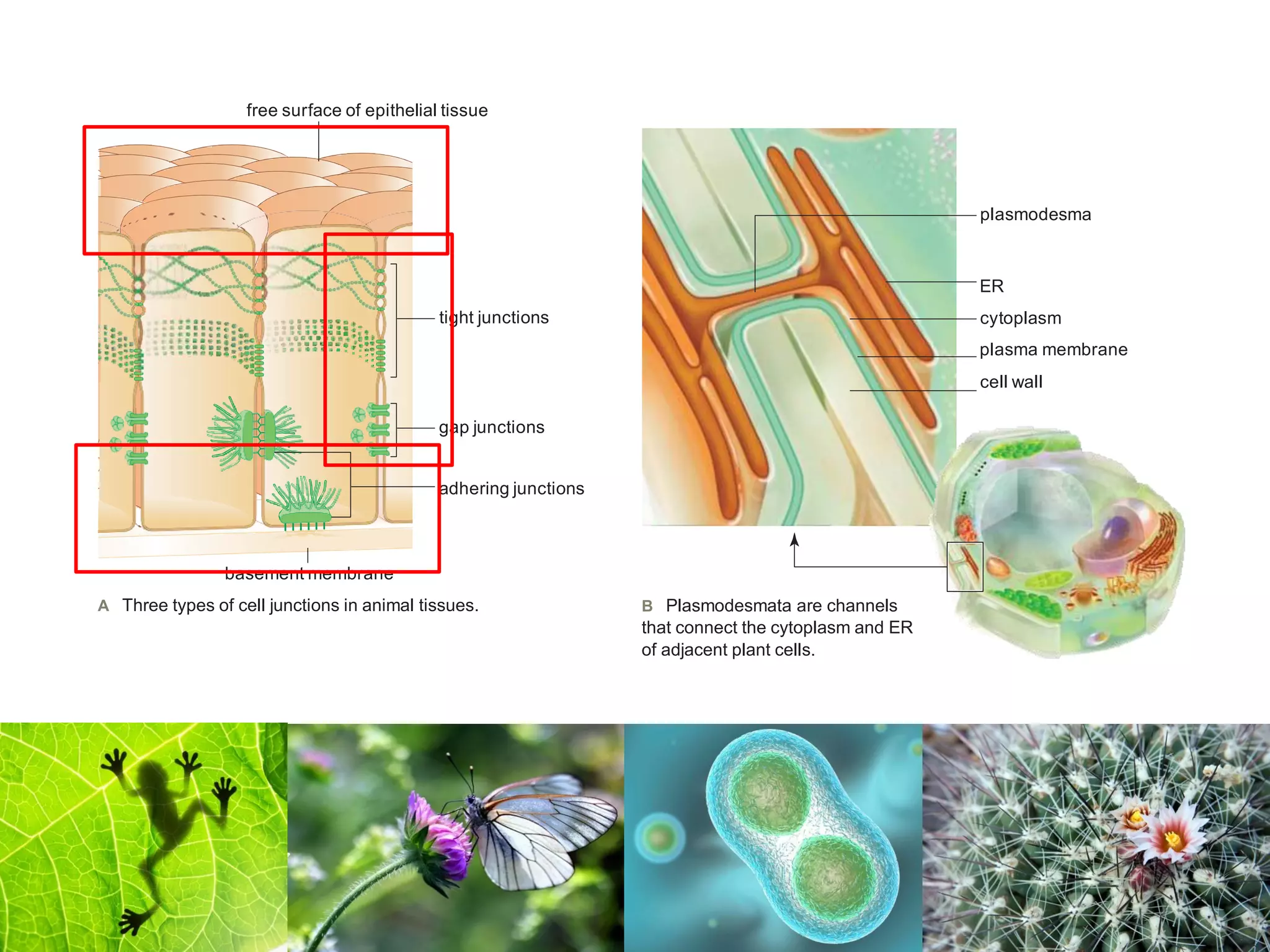 Lesson 4 Cell Modifications | PDF