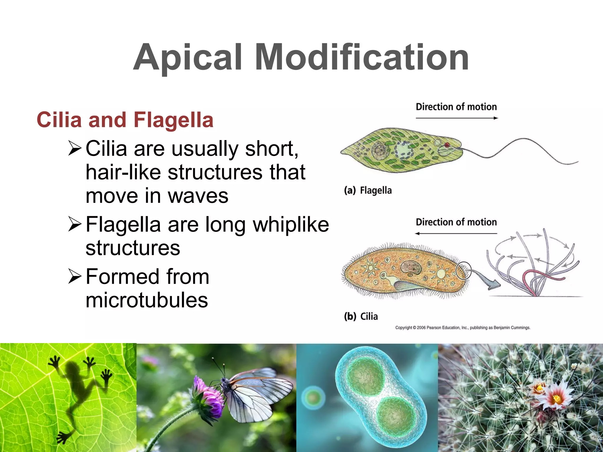 Lesson 4 Cell Modifications | PDF