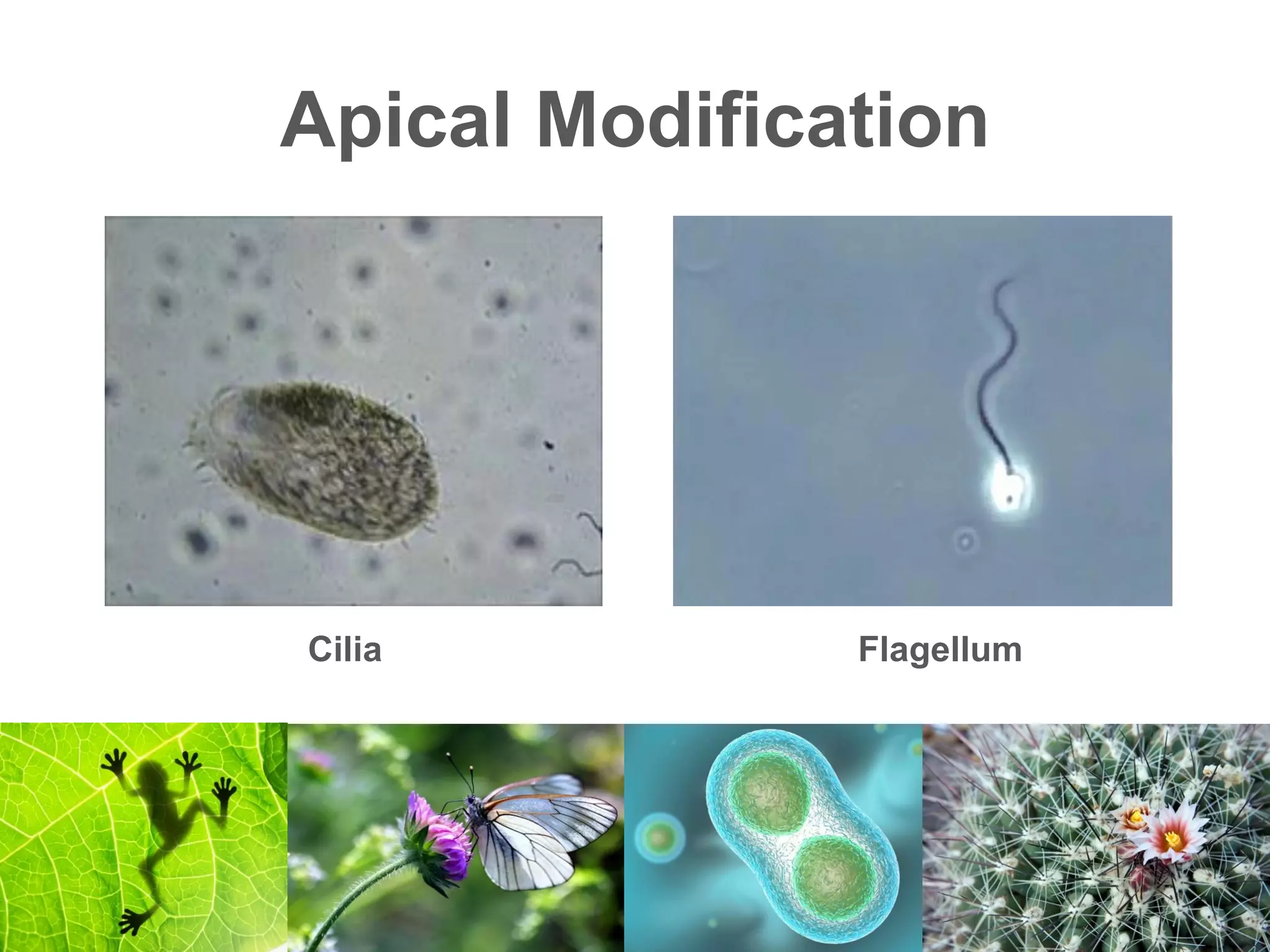 Lesson 4 Cell Modifications | PDF